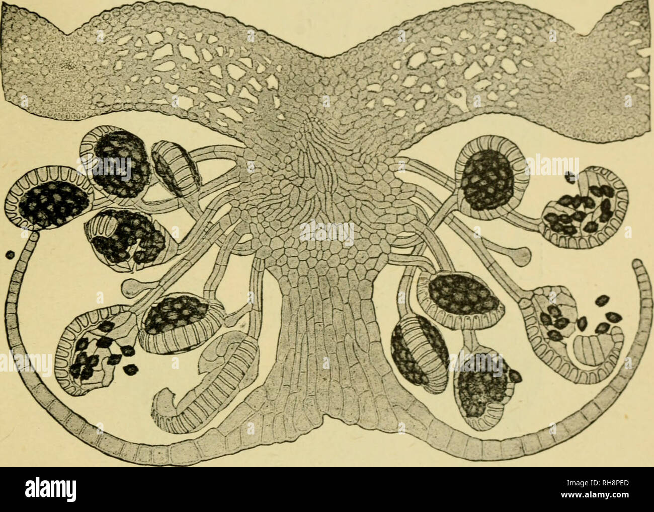 difference between pteris and dryopteris