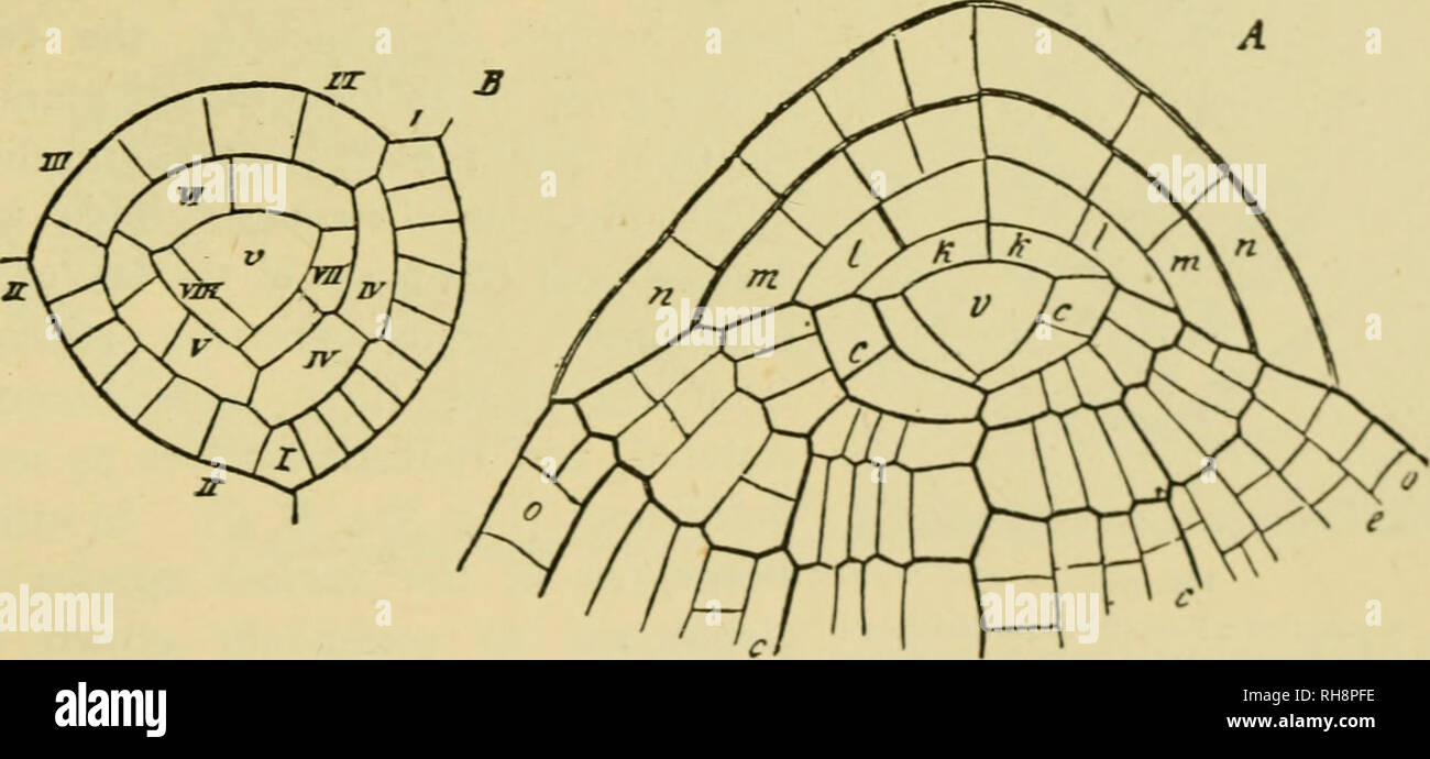 . Botany of the living plant. Botany; Plants. Fig. 383. Apex of stem of ...