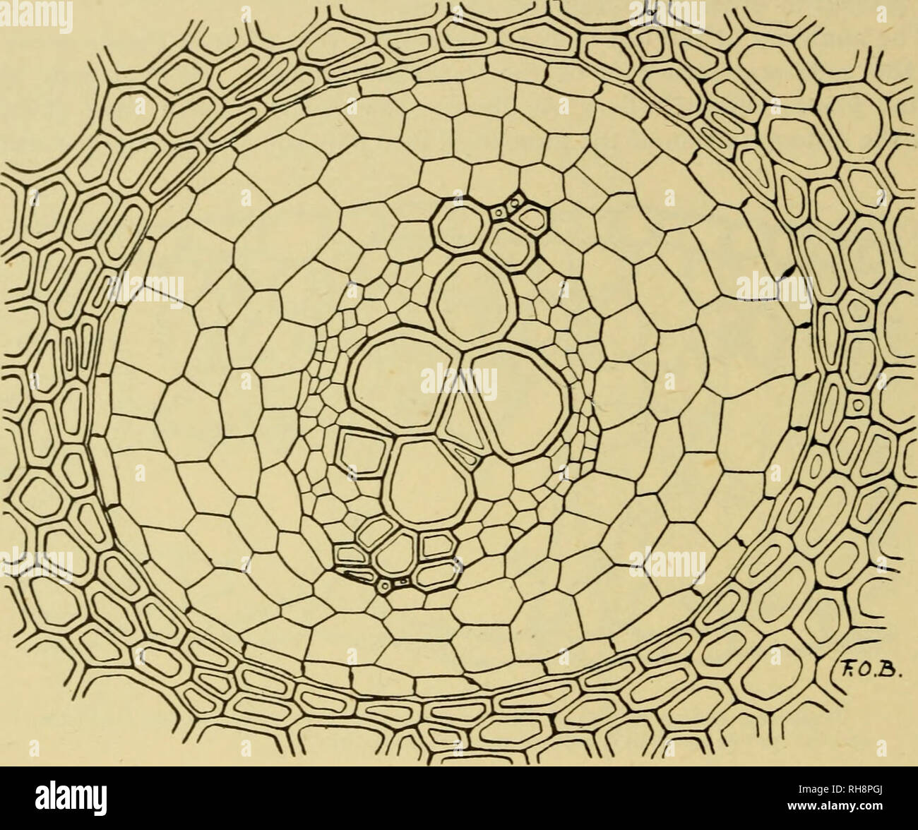 . Botany of the living plant. Botany; Plants. 492 BOTANY OF THE LIVING ...