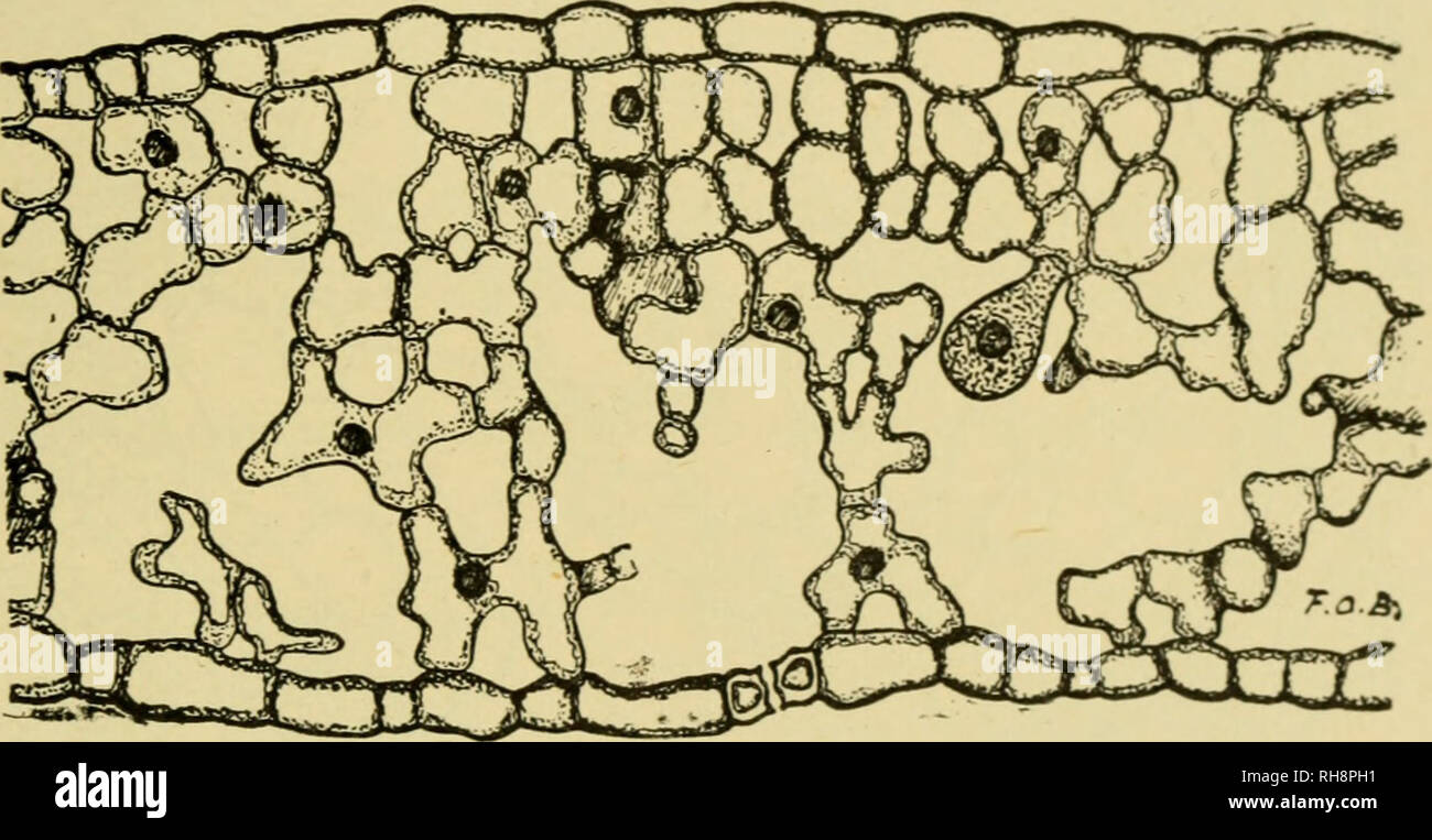 . Botany of the living plant. Botany; Plants. FTLICALES 491 of the ...