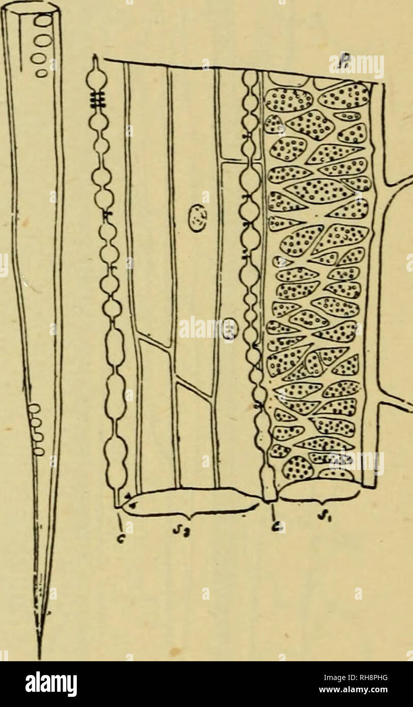 Longitudinal section phloem hi-res stock photography and images - Alamy