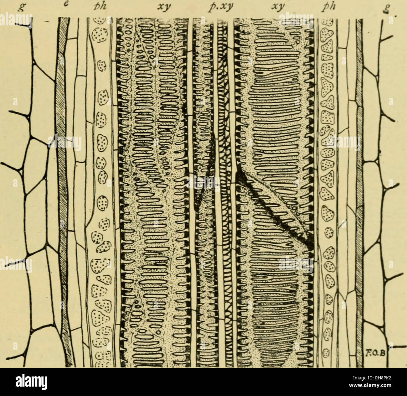 . Botany of the living plant. Botany; Plants. FILICALES 489 as the ...