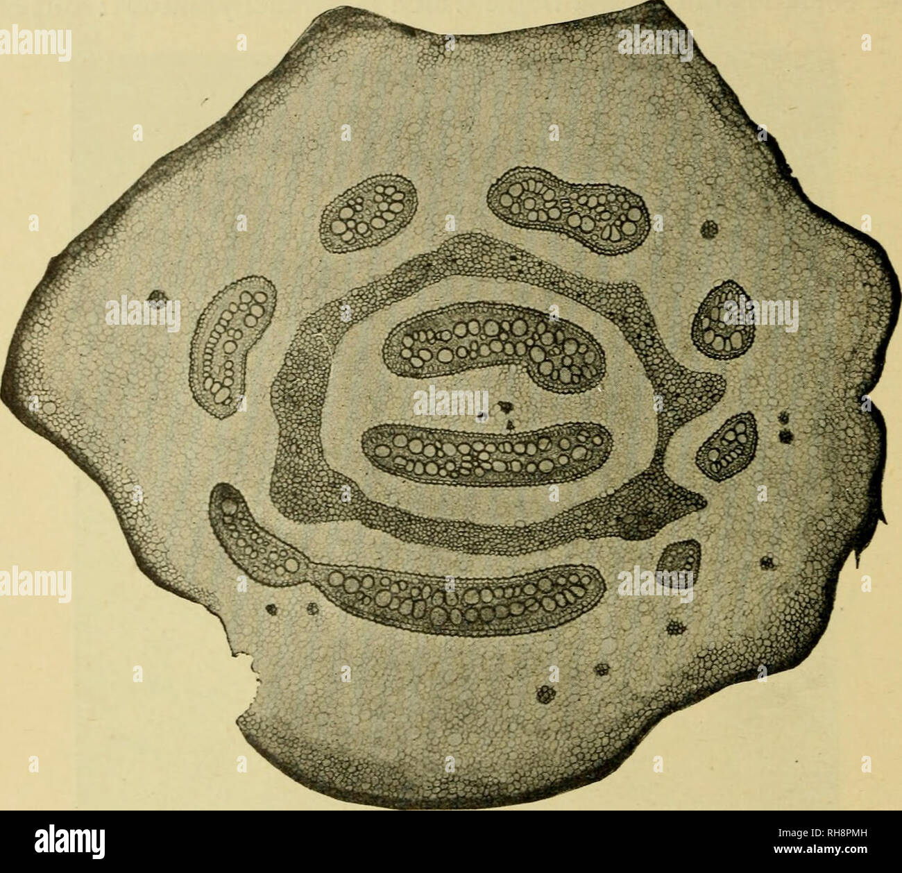 . Botany of the living plant. Botany; Plants. 486 BOTANY OF THE LIVING ...