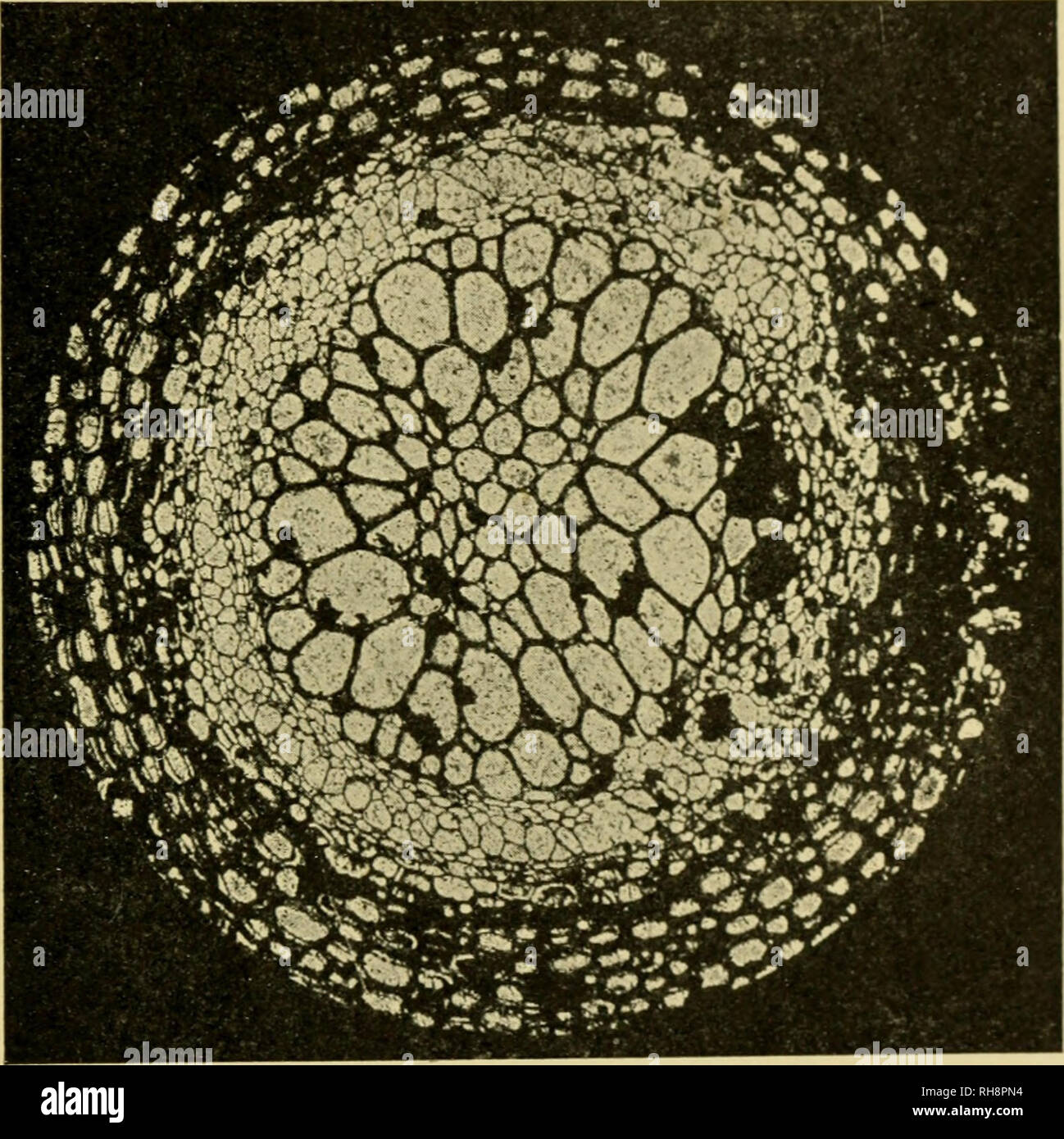 . Botany of the living plant. Botany; Plants. FILICALES 485 in ...