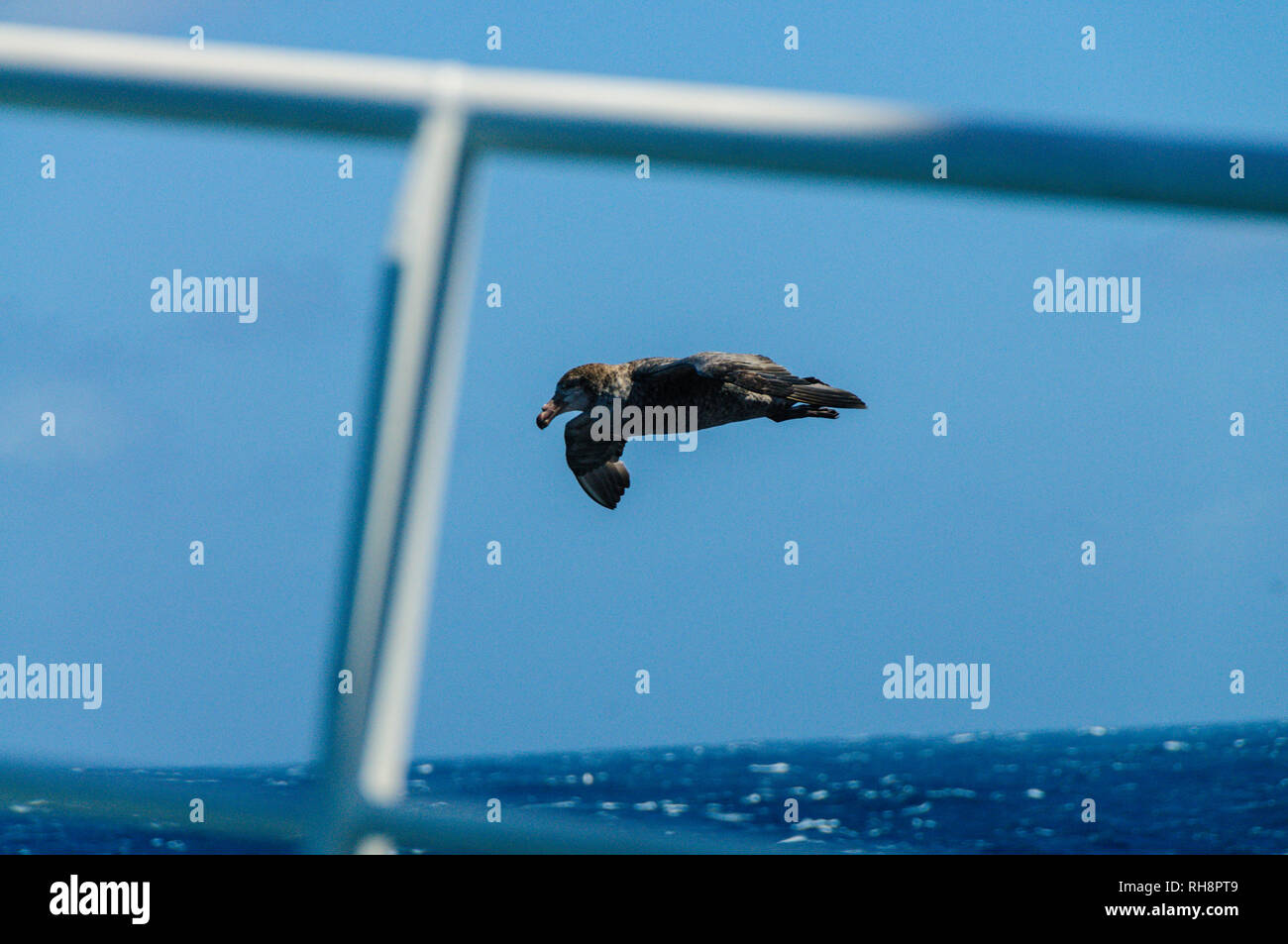 A Giant Southern Petrel in Flight Stock Photo - Alamy
