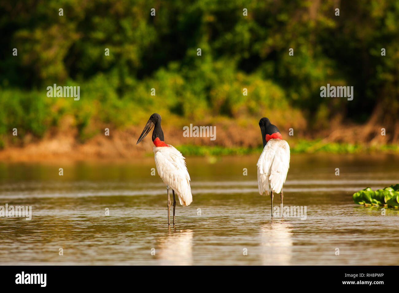 Tuiuiu, the bird that is considered the symbol of the Pantanal of Mato ...