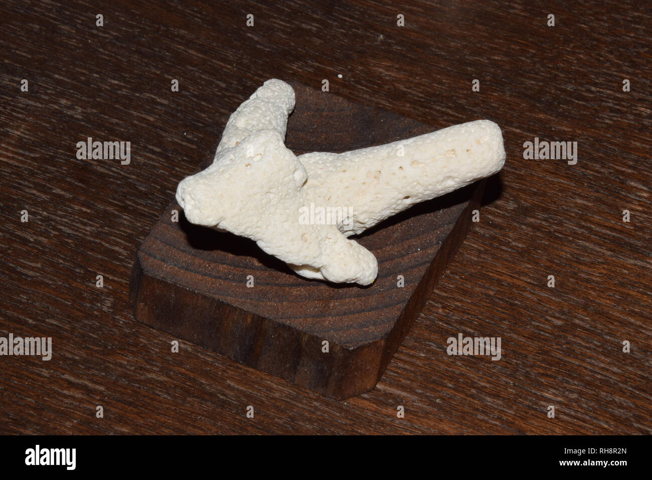 Fossilized old underwater Coral Stock Photo - Alamy