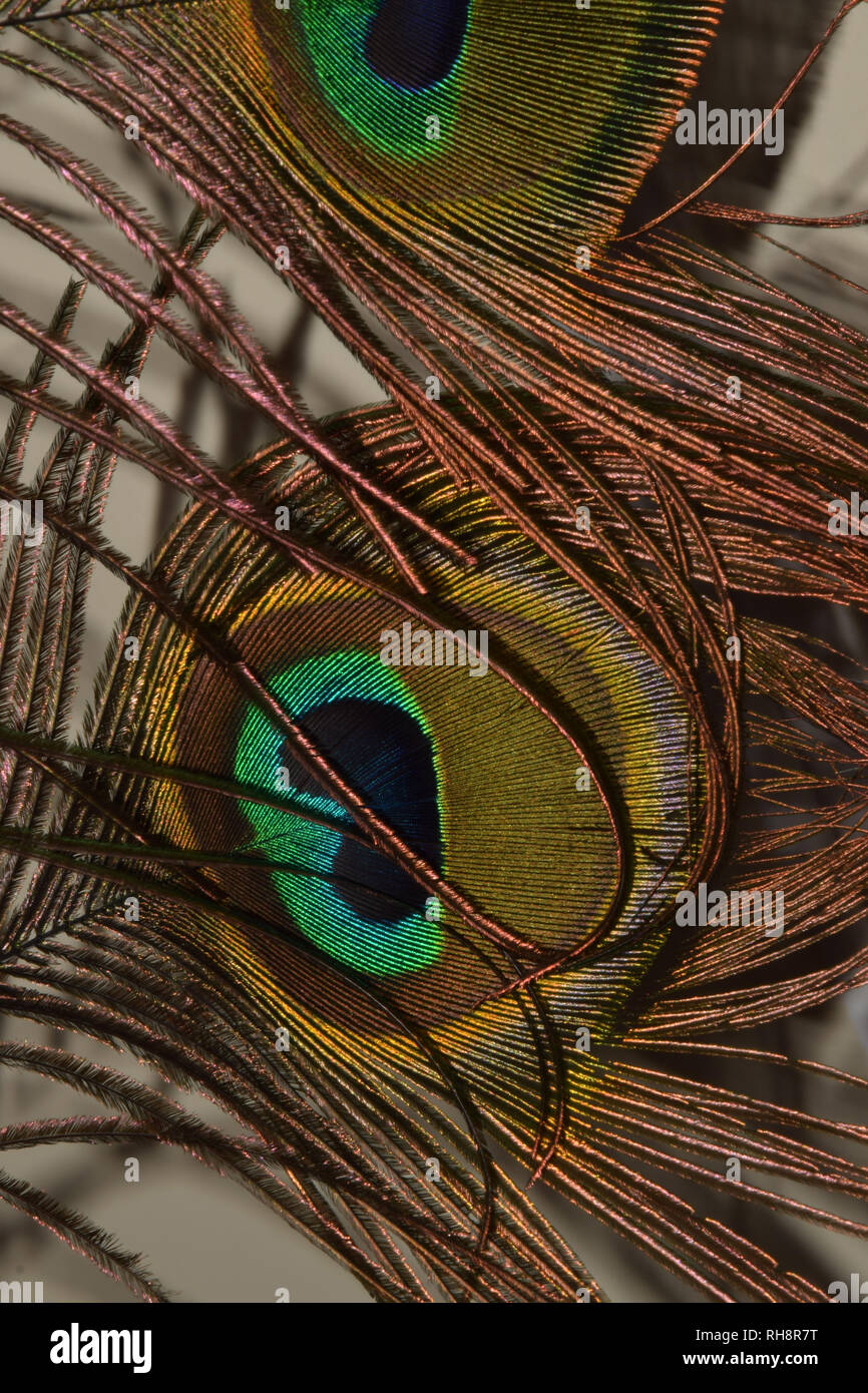 Vibrant Peacock Feather Close Up of Colorful Eye Stock Photo - Alamy