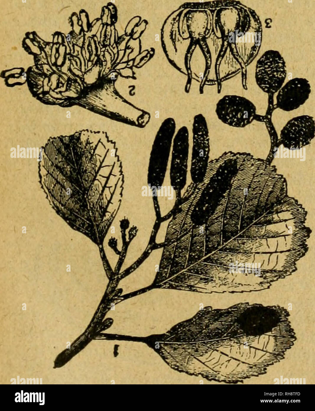 Hojas con rama hi-res stock photography and images - Alamy