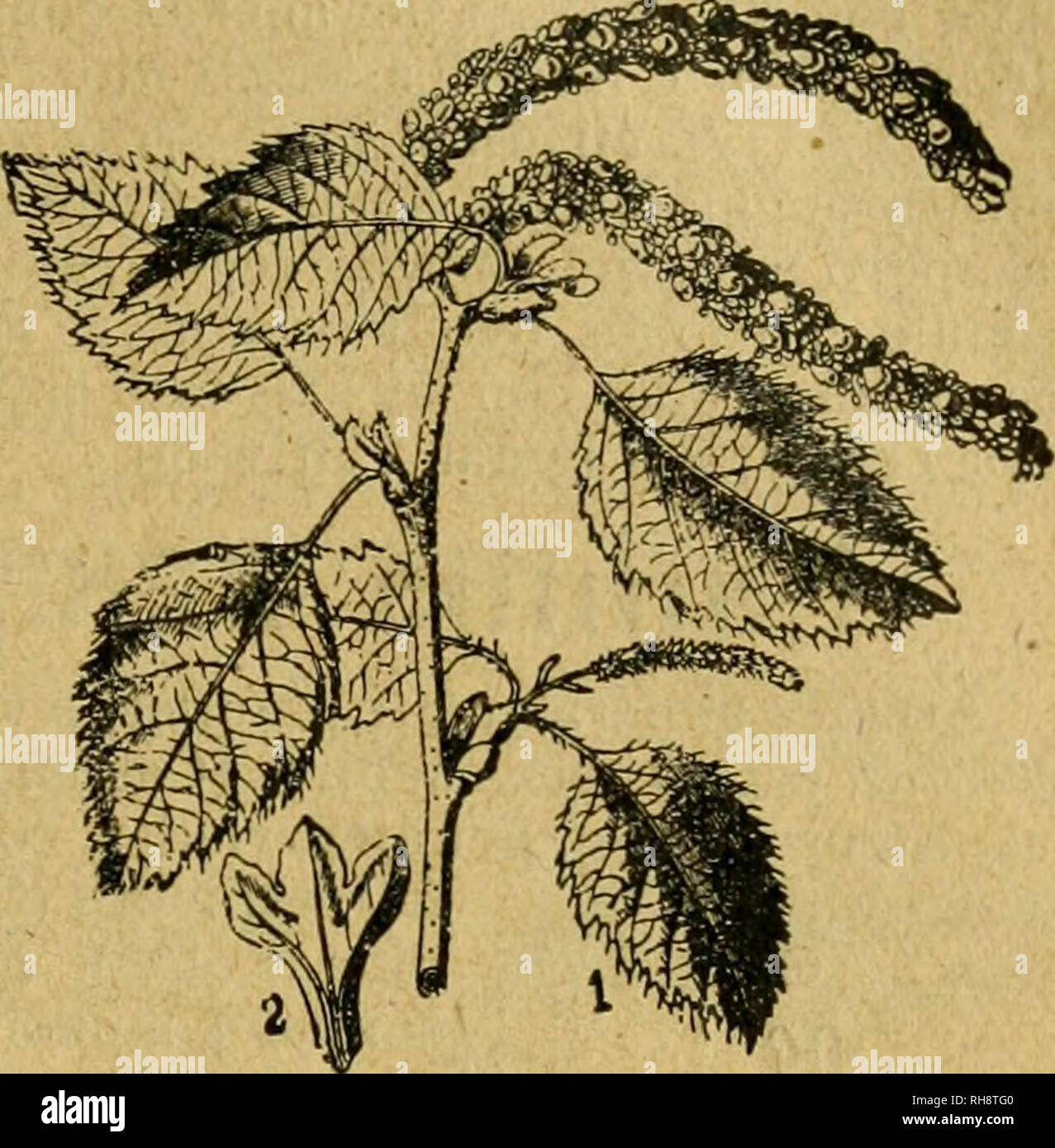 Hojas con rama hi-res stock photography and images - Alamy