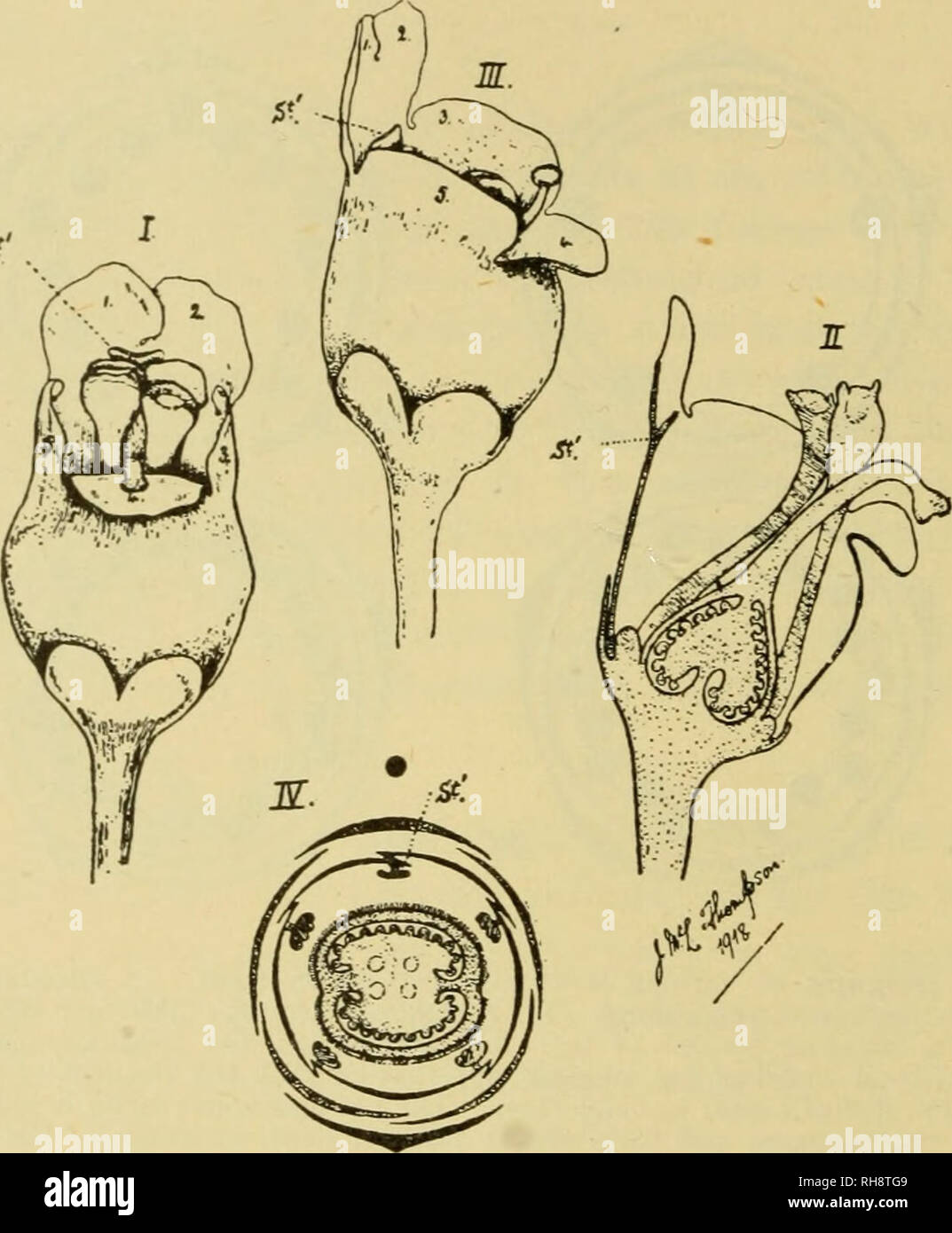 Pentacyclic hi-res stock photography and images - Alamy