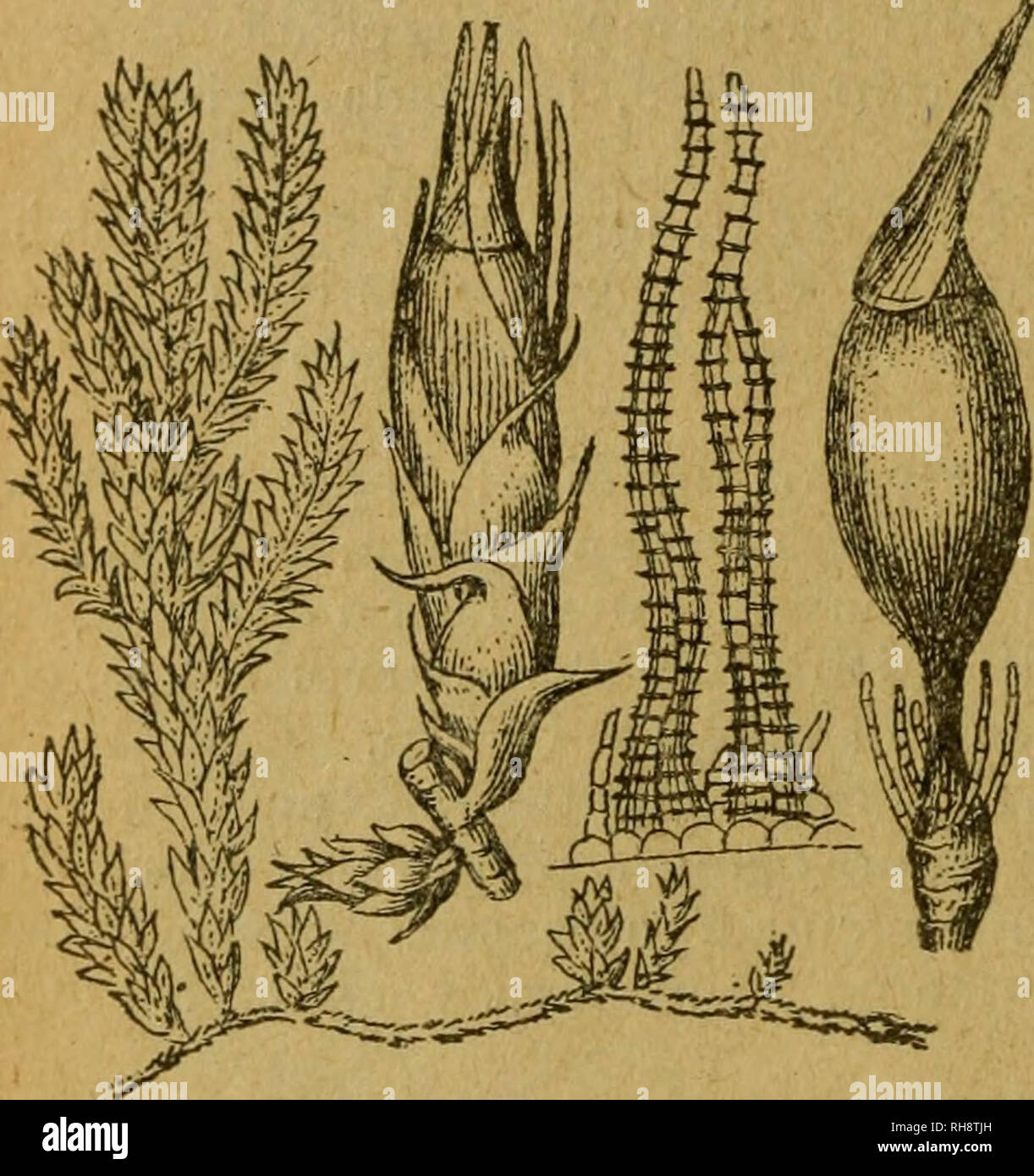 Hojas filiformes hi-res stock photography and images - Alamy