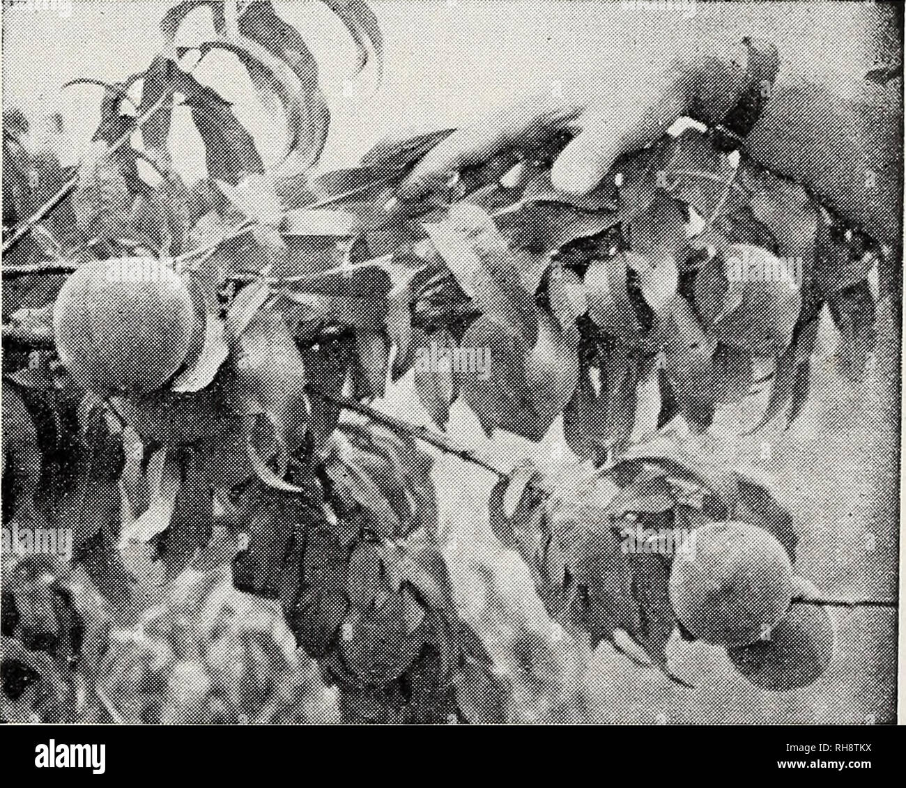Fre perry hi-res stock photography and images - Alamy
