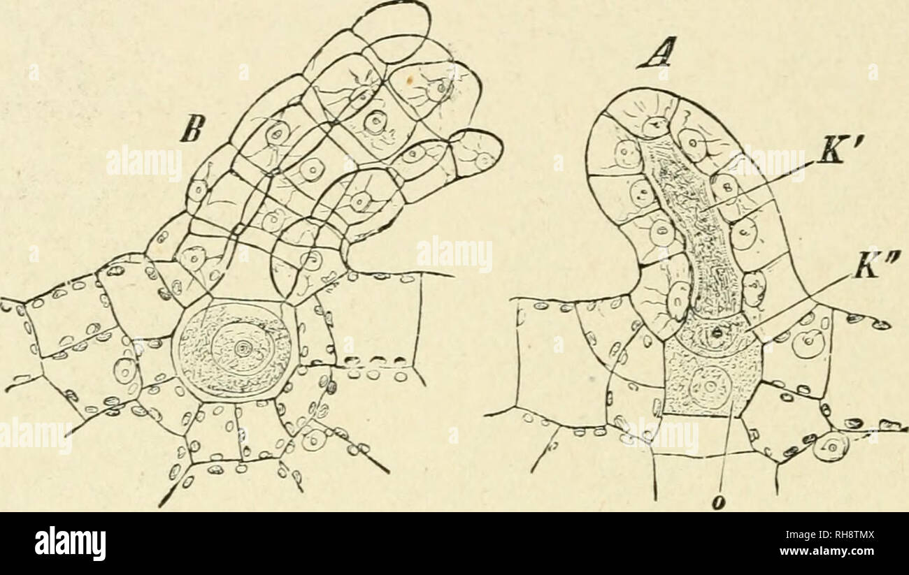 . Botany of the living plant. Botany. 344 BOTANY OF THE LIVING PLANT It ...