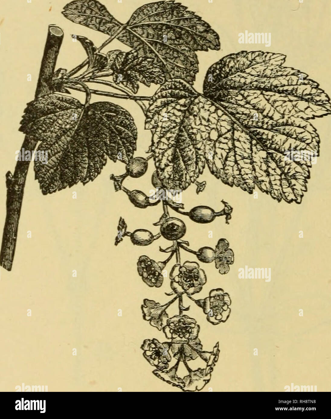 . Botany of the living plant. Botany; Plants. 26o BOTANY OF THE LIVING ...