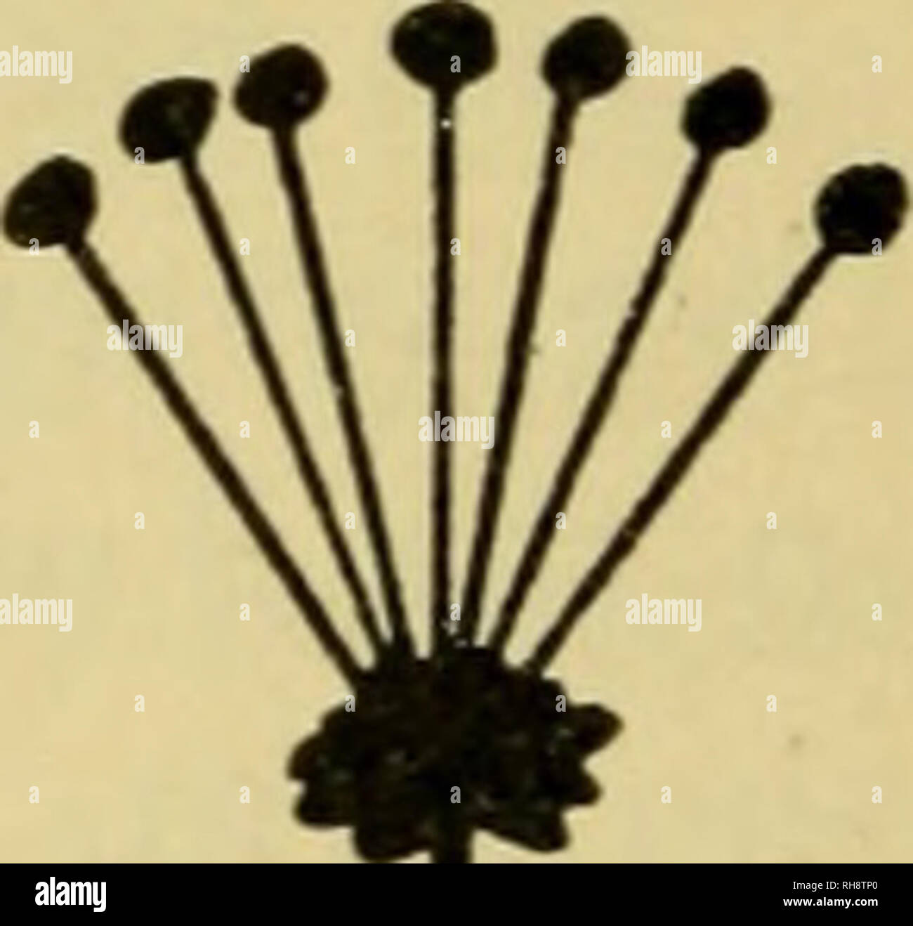 Apical inflorescence hi-res stock photography and images - Alamy