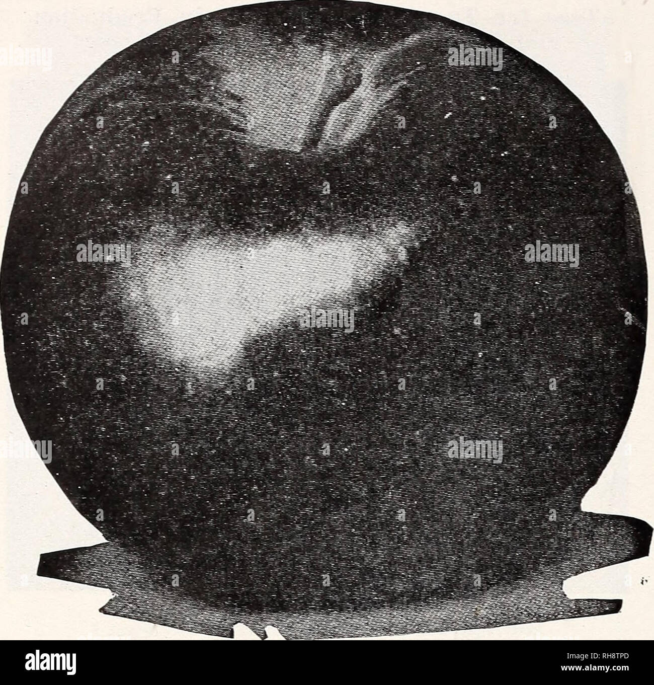 Rambo trees hi-res stock photography and images - Alamy