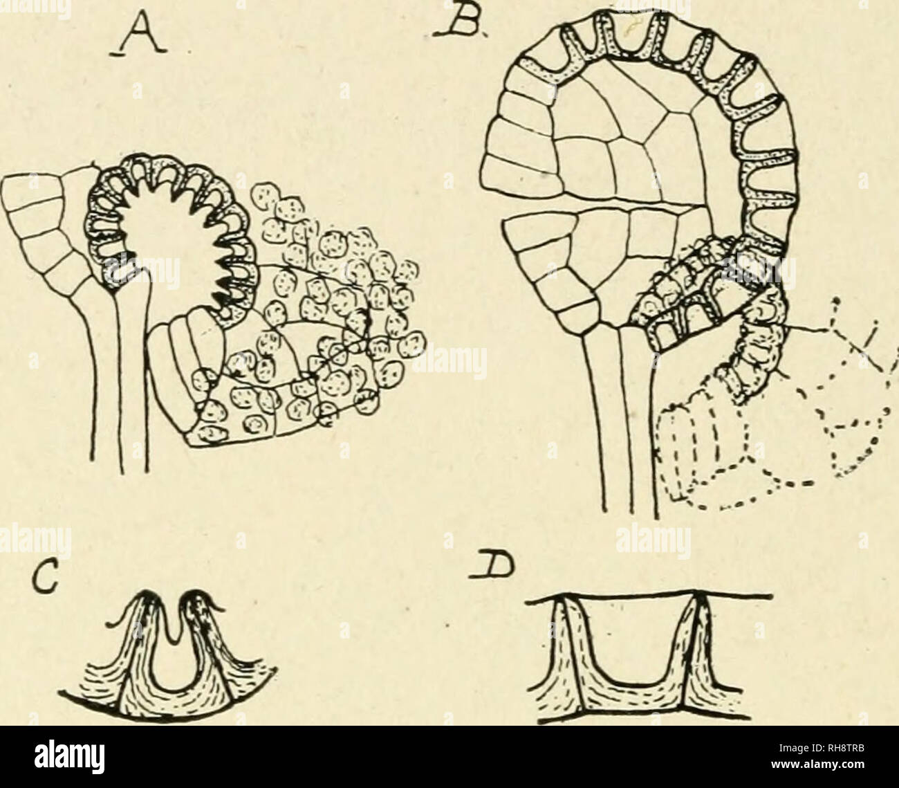 . Botany of the living plant. Botany. 340 BOTANY OF THE LIVING PLANT ...