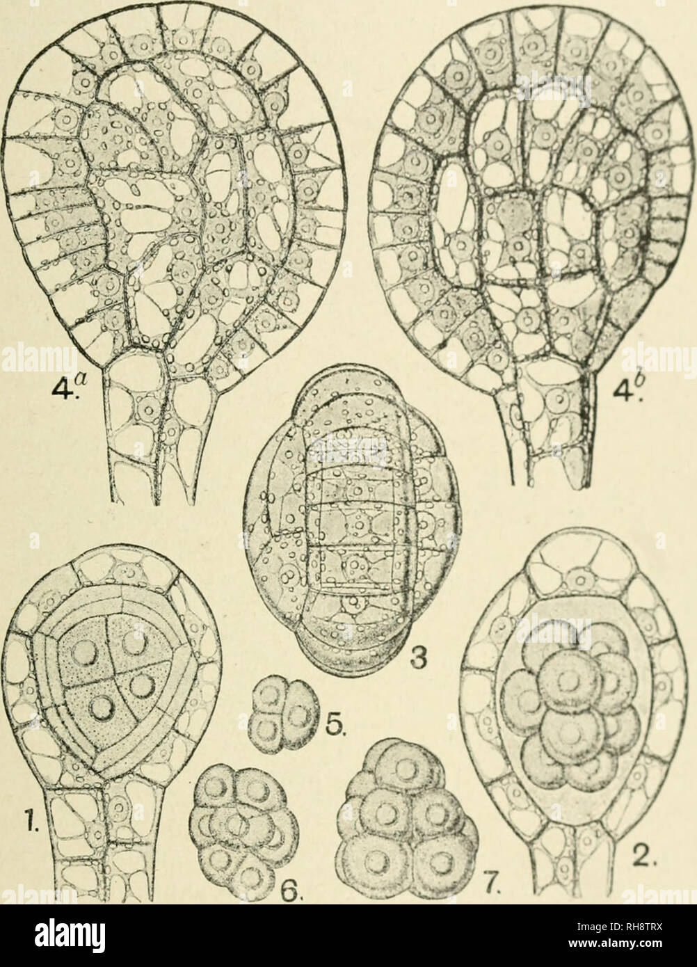 . Botany of the living plant. Botany. FILICALES 339 segmentation to ...