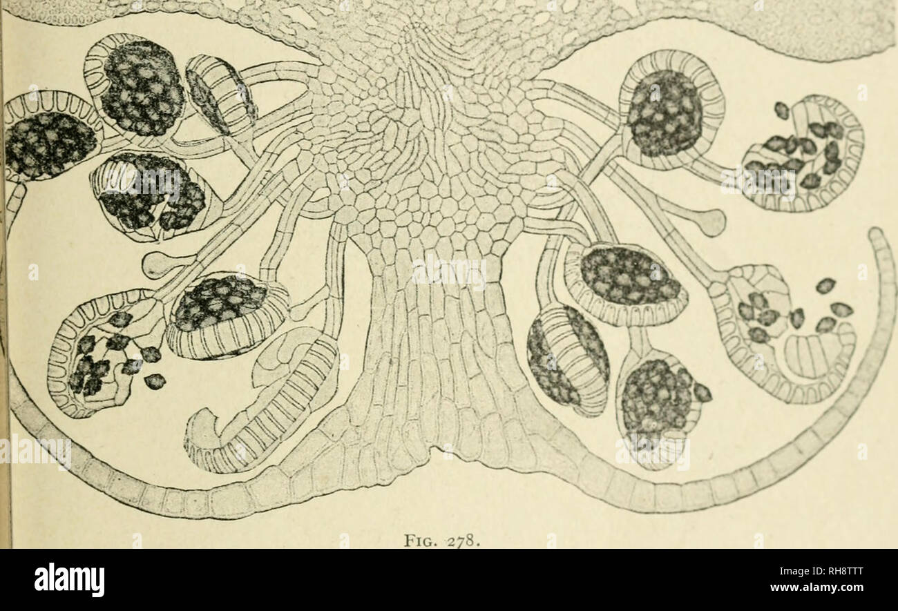 . Botany of the living plant. Botany. FILICALES y:>7 and chiefly in the ...