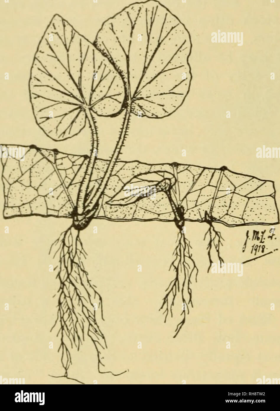 Adventitious buds hi-res stock photography and images - Alamy