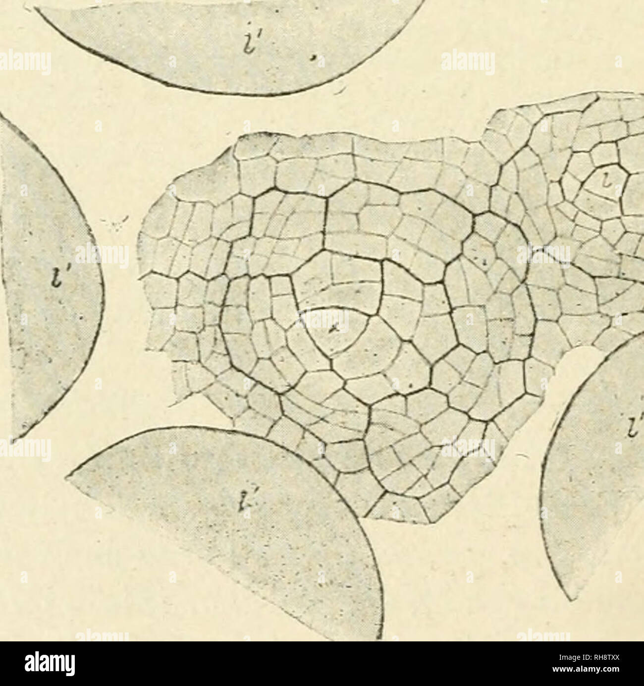 Transverse section of a plant root hi-res stock photography and images ...