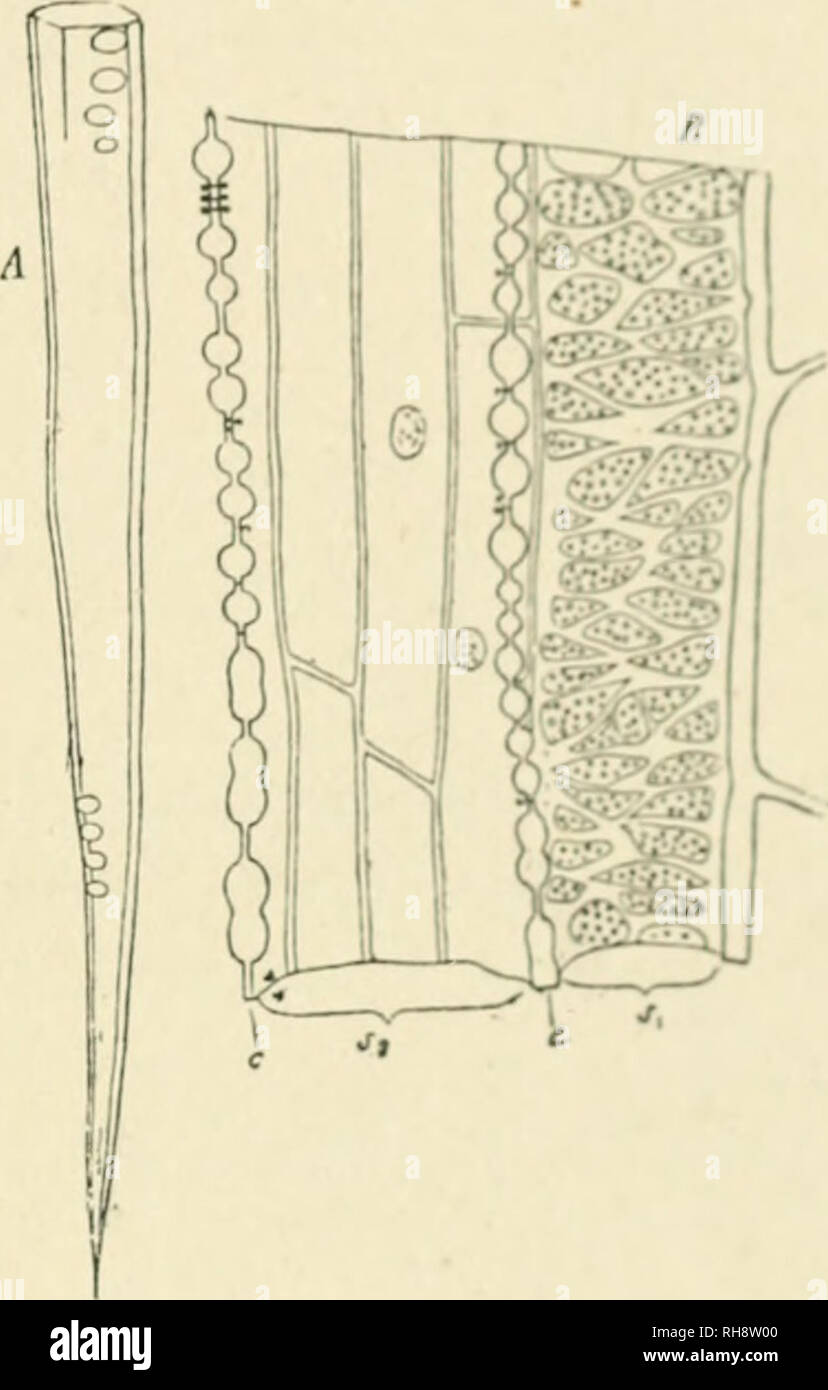 . Botany of the living plant. Botany. Fig. 271. Tracheides of Pteridium ...