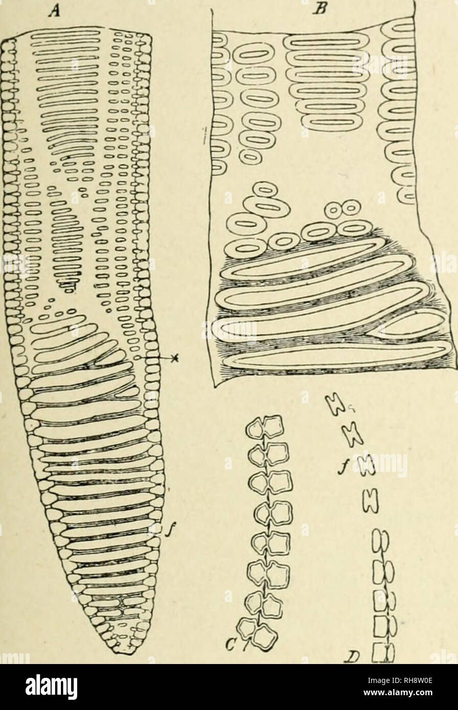Piliferous hi-res stock photography and images - Alamy
