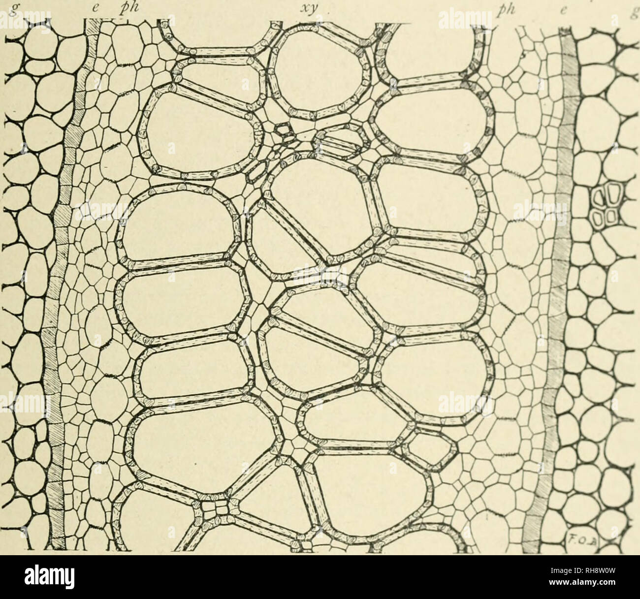 Vascular strands hi-res stock photography and images - Alamy