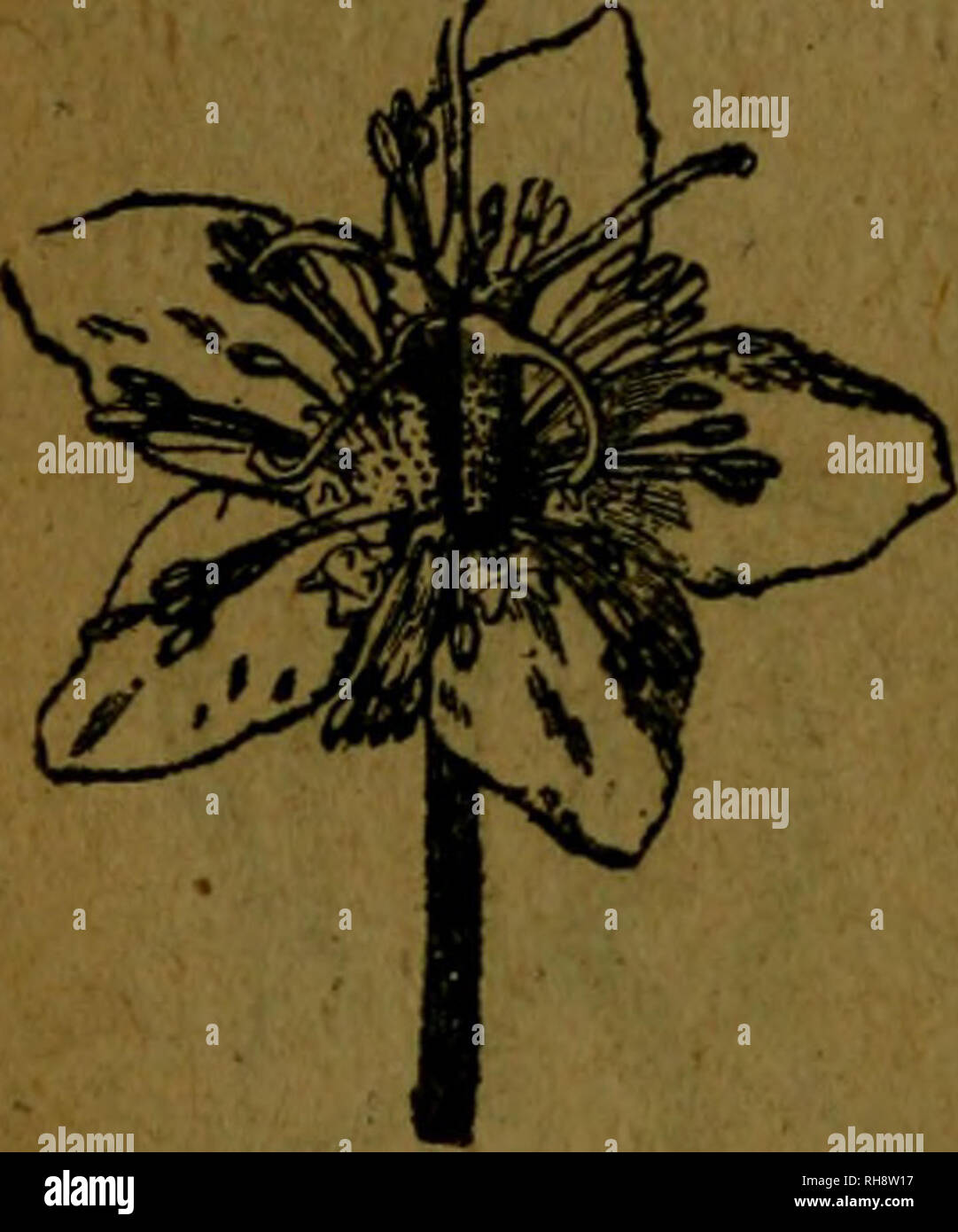 . Botánica descriptiva. Compendio de la flora española. Estudio de las ...