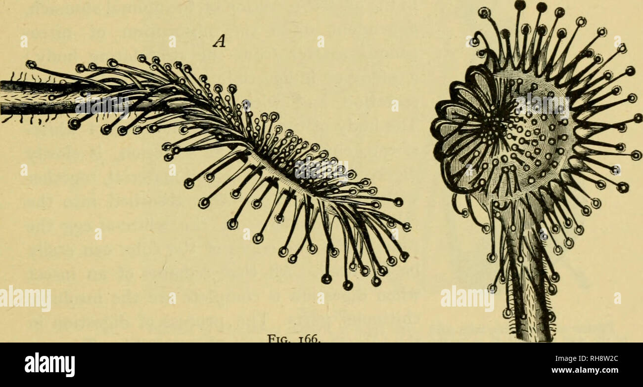 Root nodules leguminous hi-res stock photography and images - Alamy