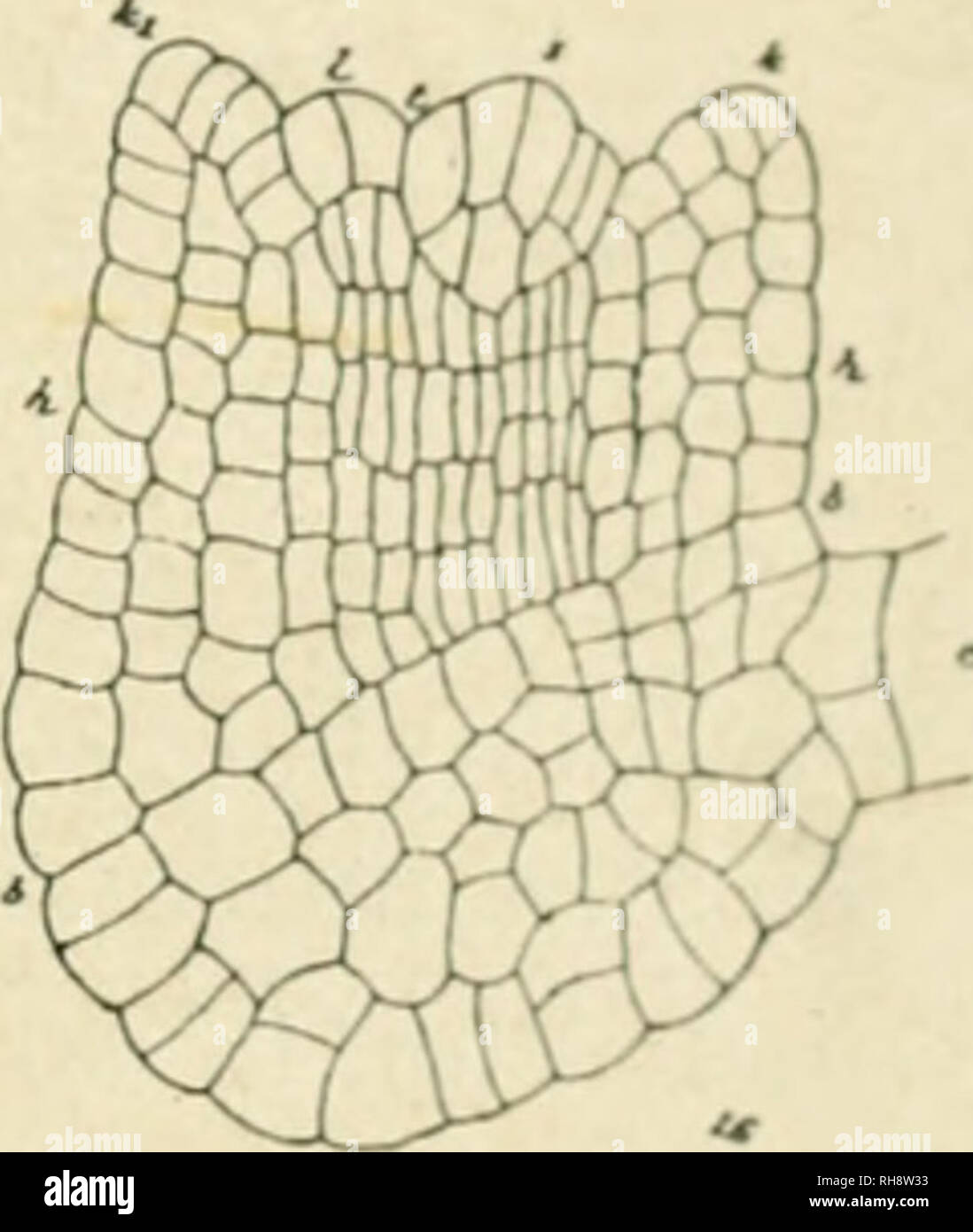 . Botany of the living plant. Botany. B A Fig. 265 bis. Embryos oi ...