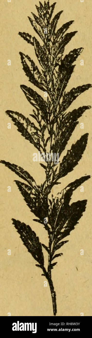 Base de hojas hi-res stock photography and images - Alamy