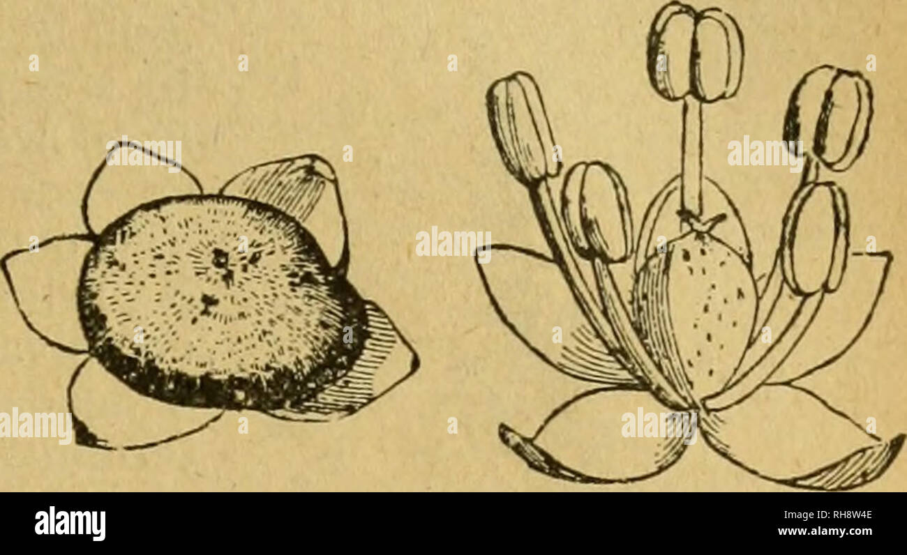 Nervio medio en hojas hi-res stock photography and images - Alamy