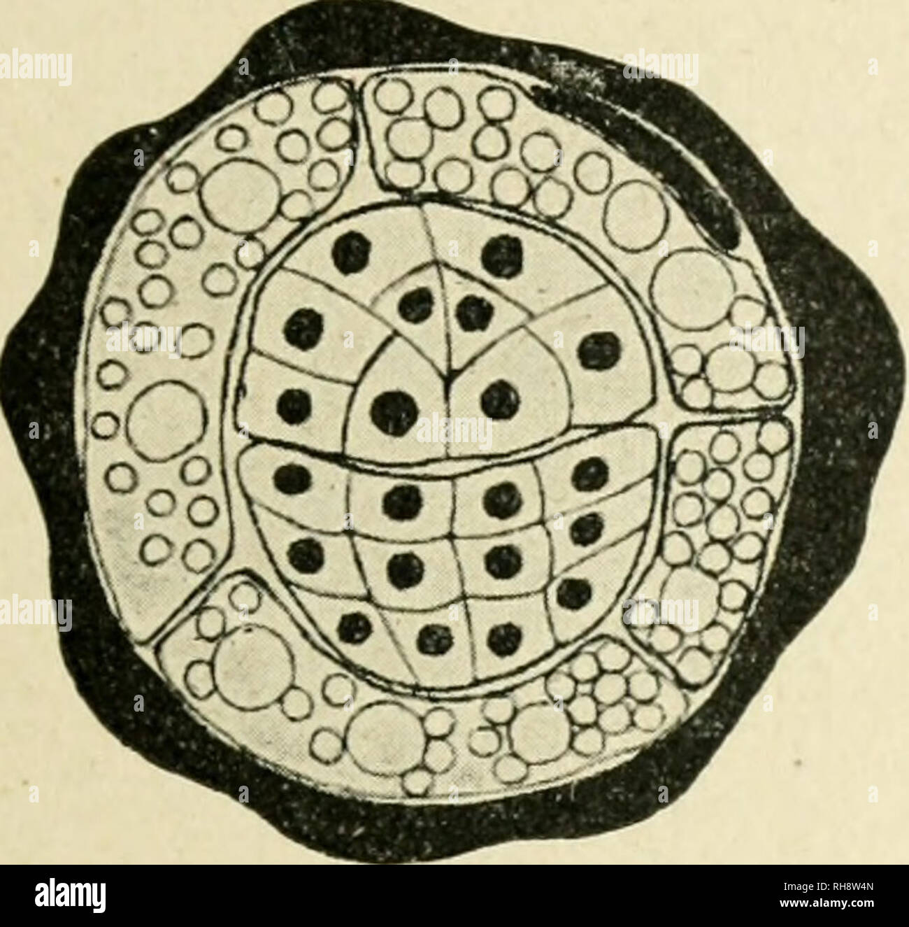 Pollen grains of pinus hi-res stock photography and images - Alamy