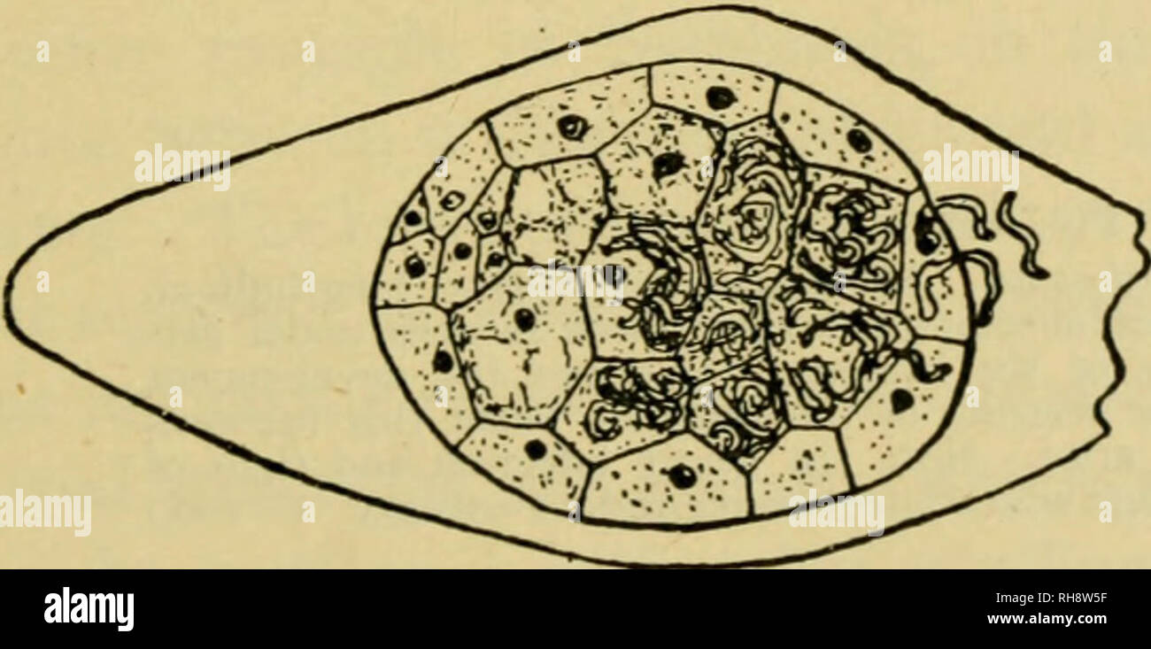 . Botany of the living plant. Botany; Plants. Fig. 160. Lower part of a ...