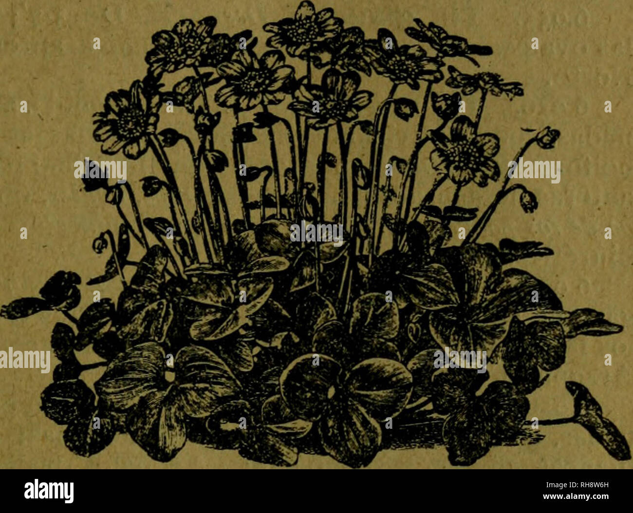 Plantas de rizoma hi-res stock photography and images - Alamy