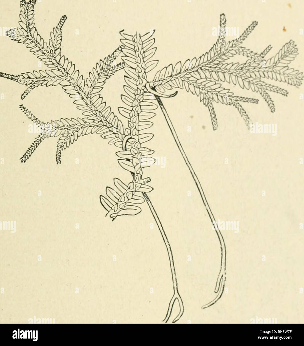 Microphyllous leaves hi-res stock photography and images - Alamy