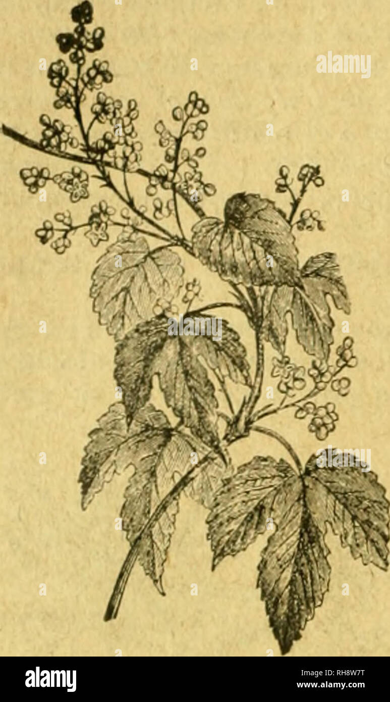 Hojas de 5 lóbulos hi-res stock photography and images - Alamy