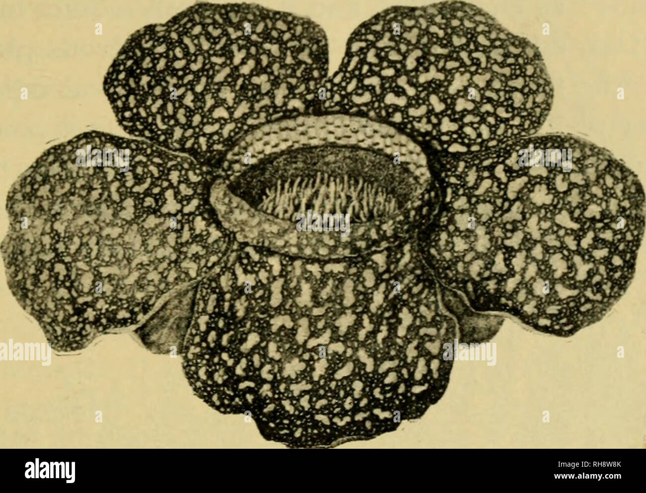 Rafflesia arnoldi hi-res stock photography and images - Alamy