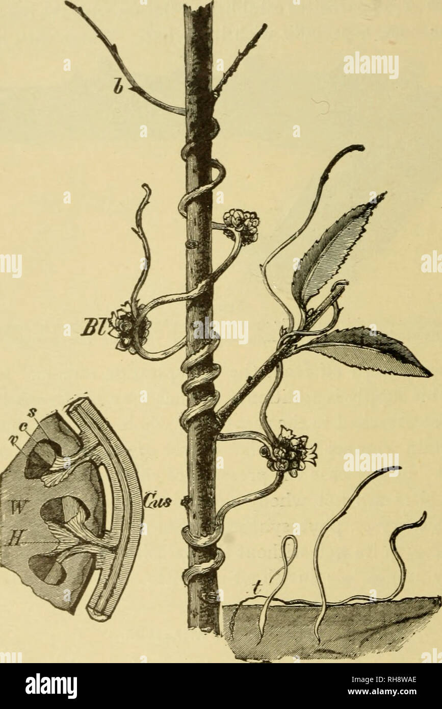 Cross section of seedlings hi-res stock photography and images - Alamy