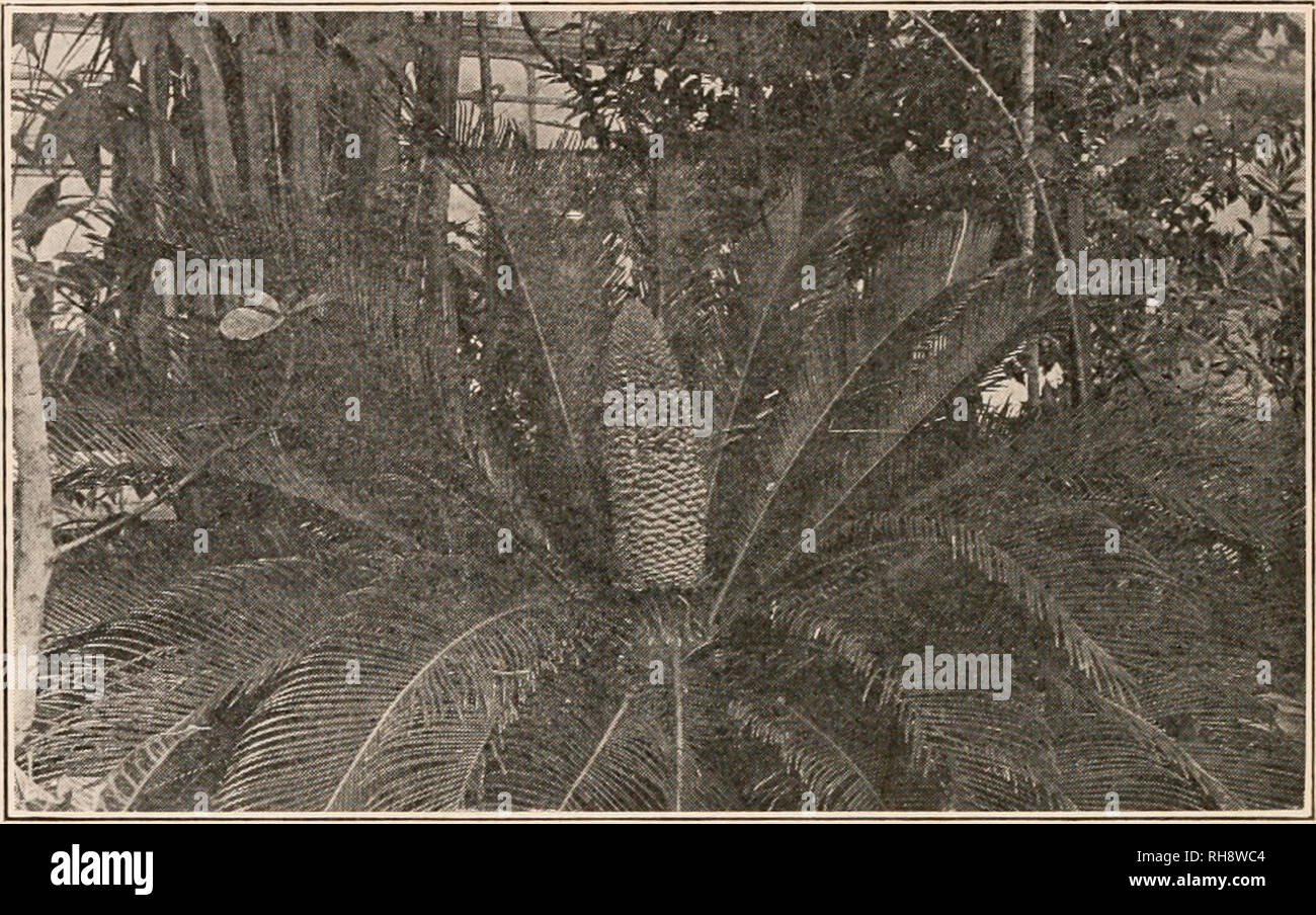 . Botany; principles and problems. Botany. 350 BOTANY: PRINCIPLES AND ...