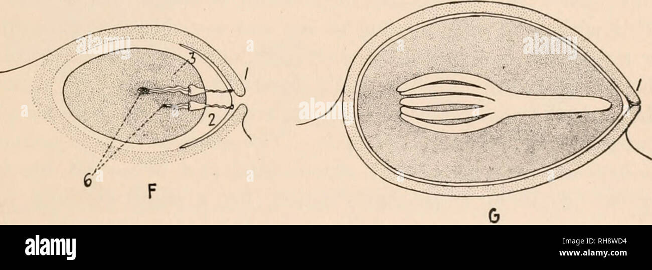 . Botany; principles and problems. Botany. Fig. 217.—Development of the ...