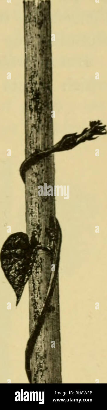 . Botany of the living plant. Botany; Plants. : ii:. > Fig. 144 ...