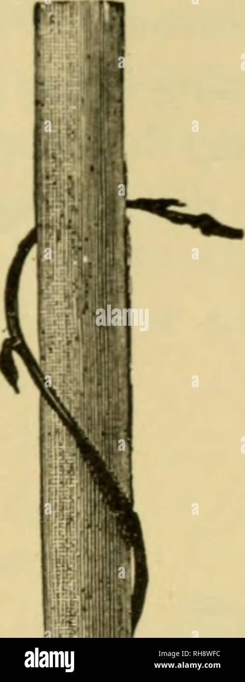 Buds angles hi-res stock photography and images - Alamy