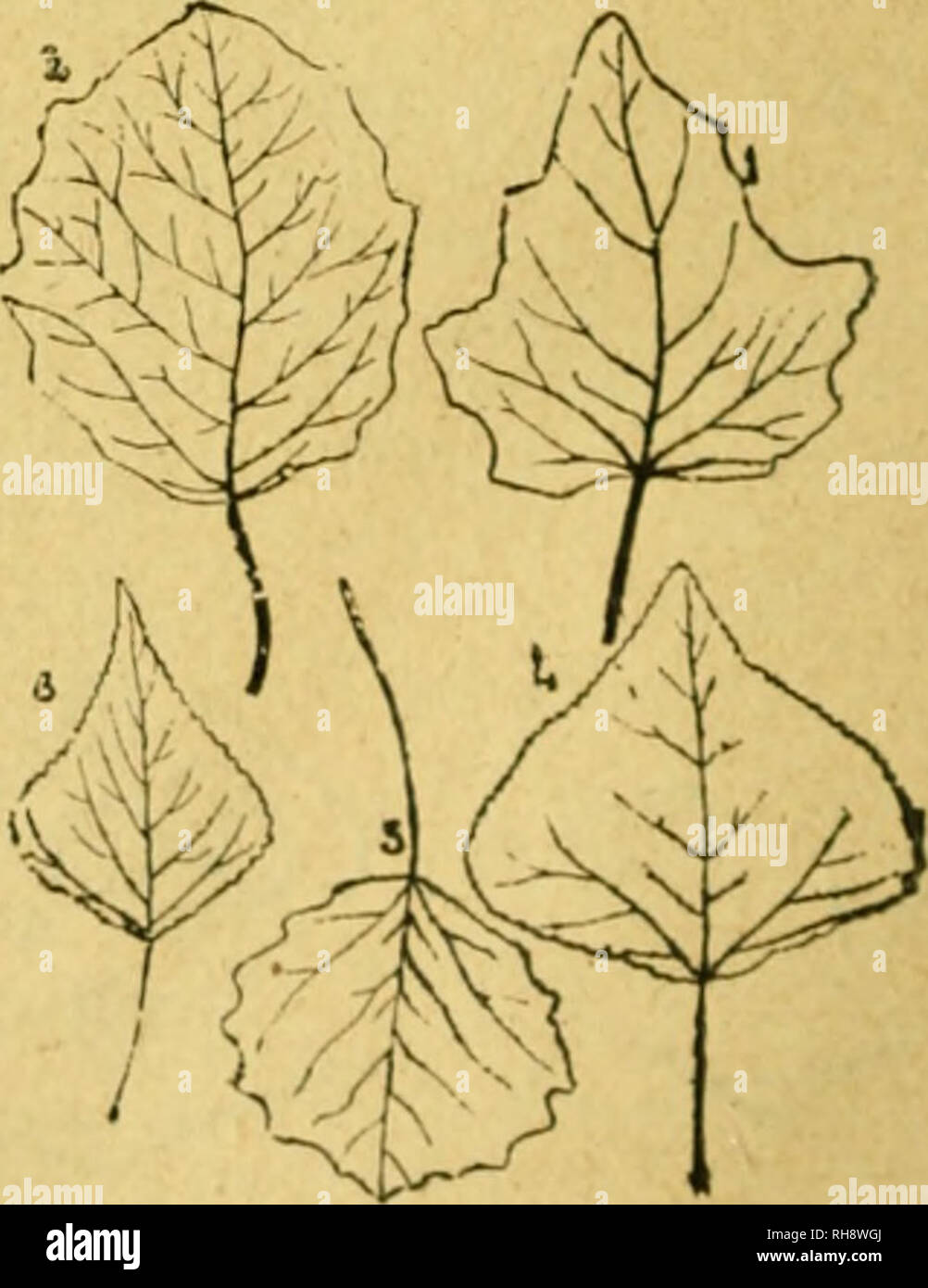 Florecen las plantas hi-res stock photography and images - Alamy