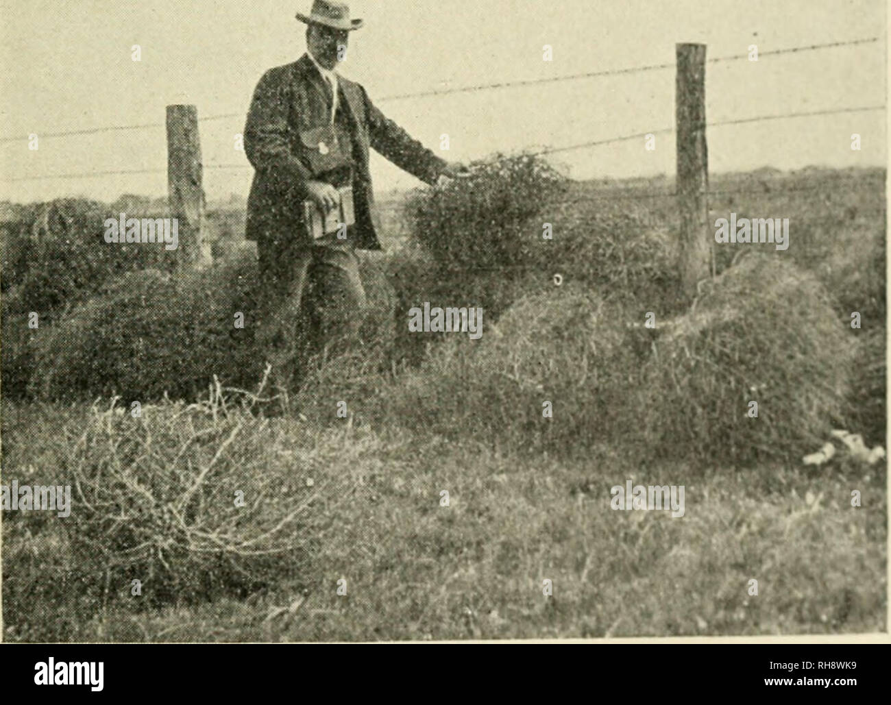 Double husks hi-res stock photography and images - Alamy