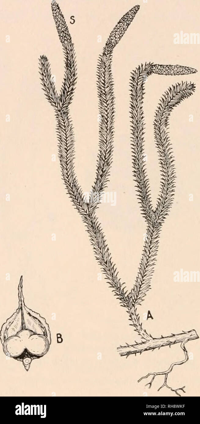 . Botany; principles and problems. Botany. 33G BOTANY: PRINCIPLES AND ...