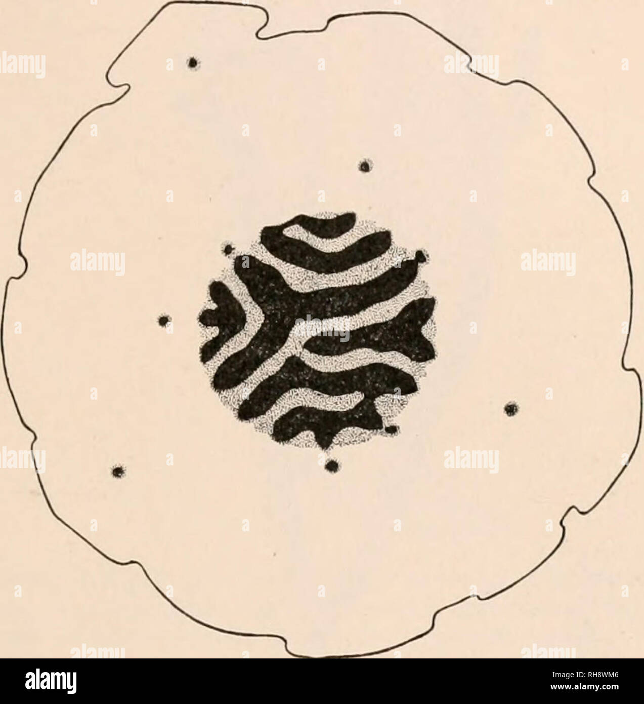 . Botany; principles and problems. Botany. Tlll