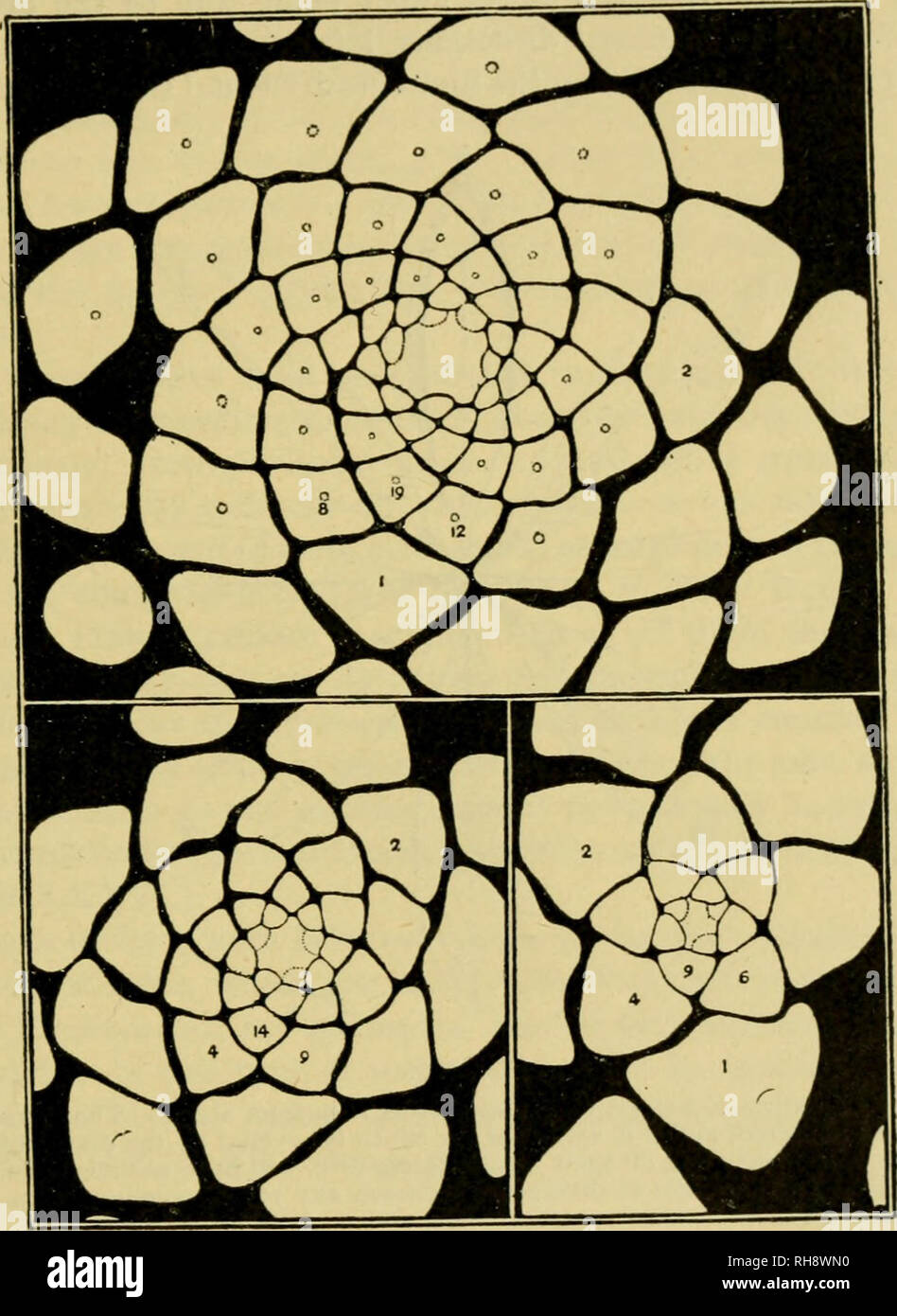 Transverse sections plants hi-res stock photography and images - Alamy